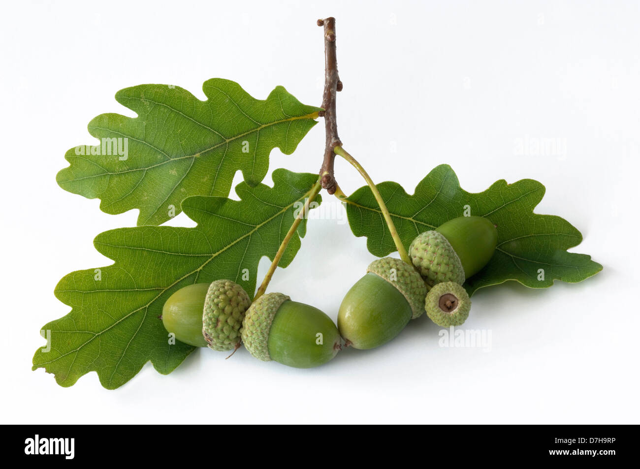 Pendulate Oak English Oak Quercus robur Twig with leaves green acorns Studio picture against ...