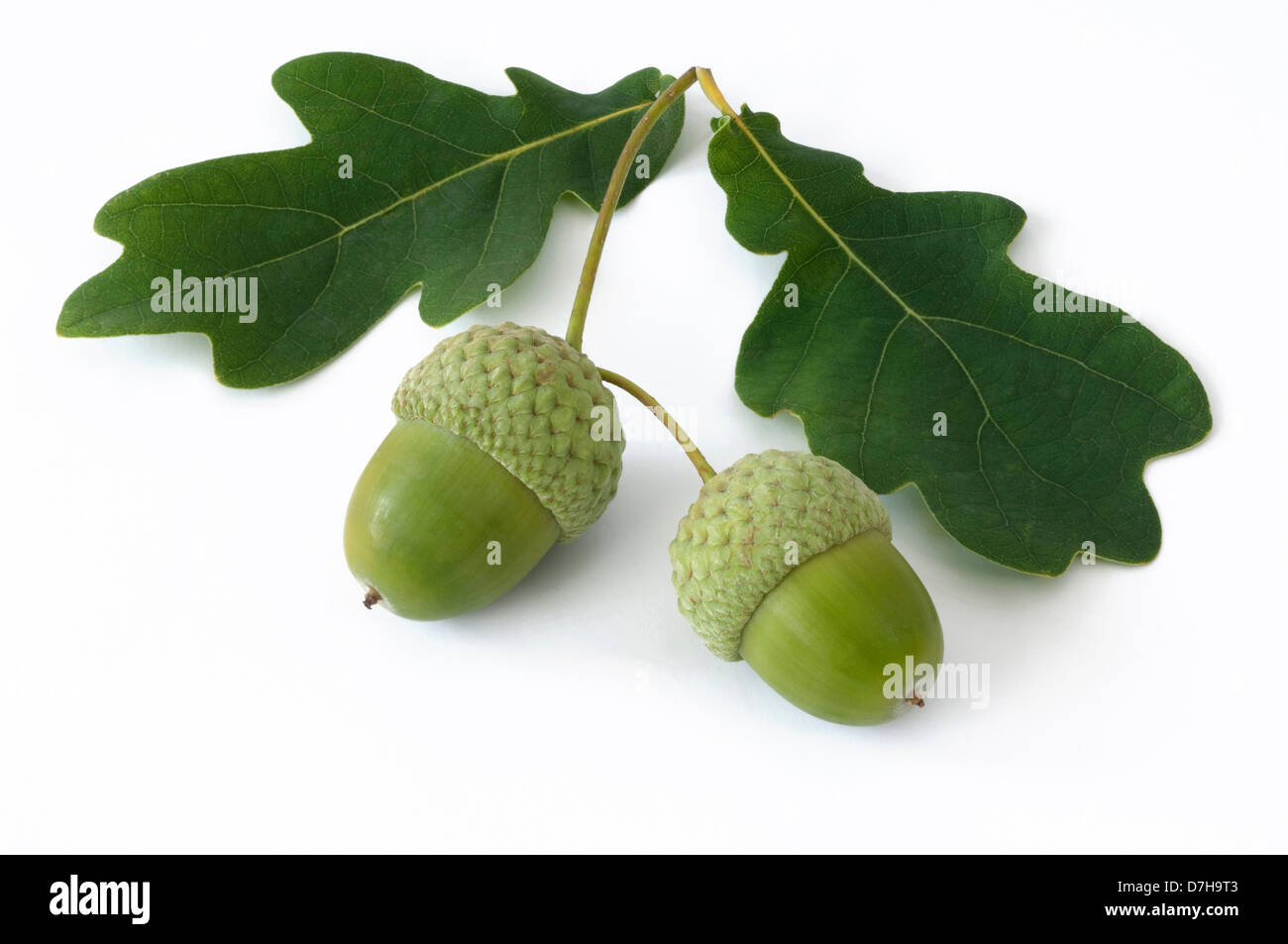 Pendulate Oak English Oak Quercus robur Twig with leaves green acorns Studio picture against ...