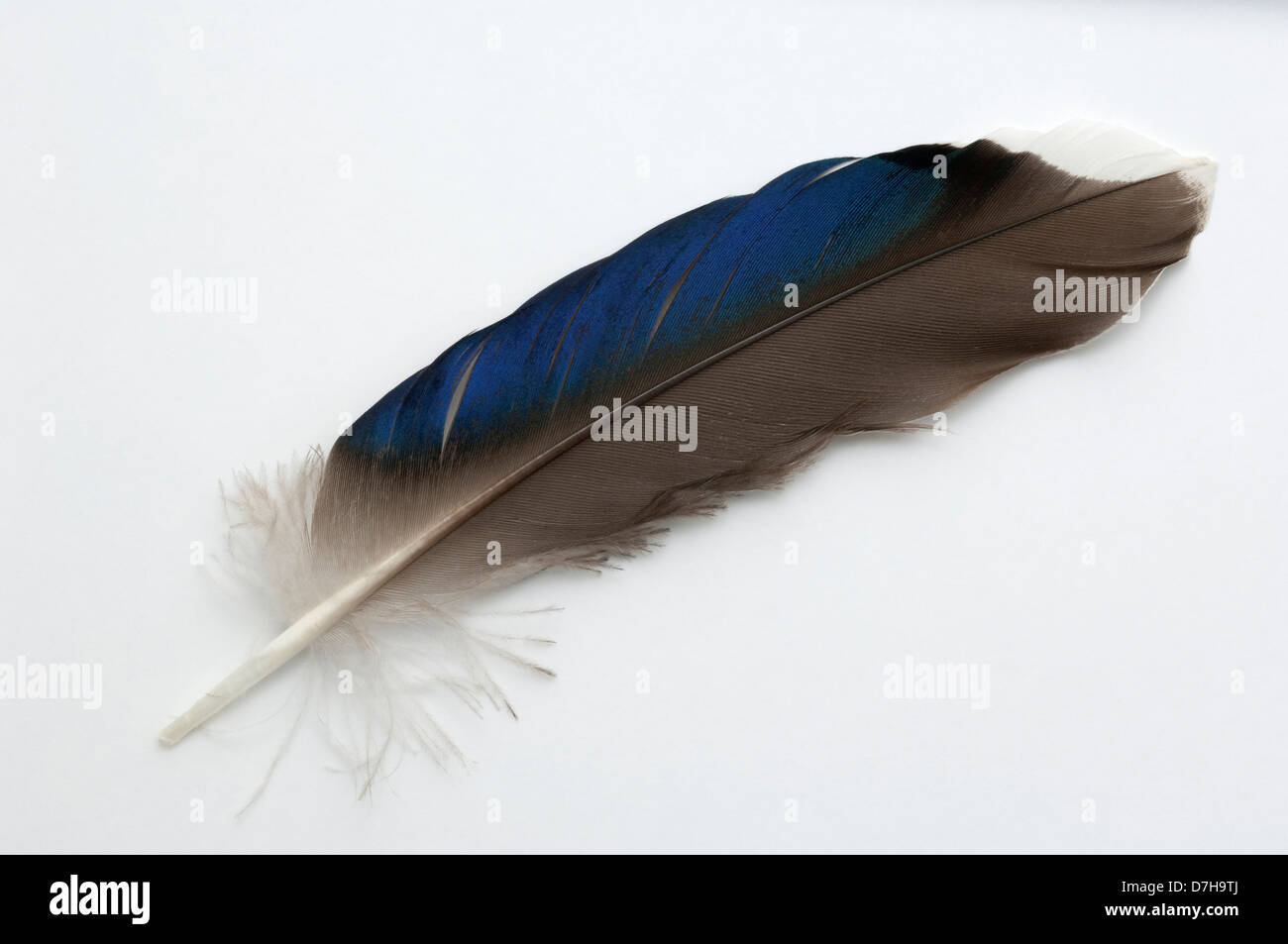 Mallard Anas platyrhynchos wing feather of drake Studio picture against ...