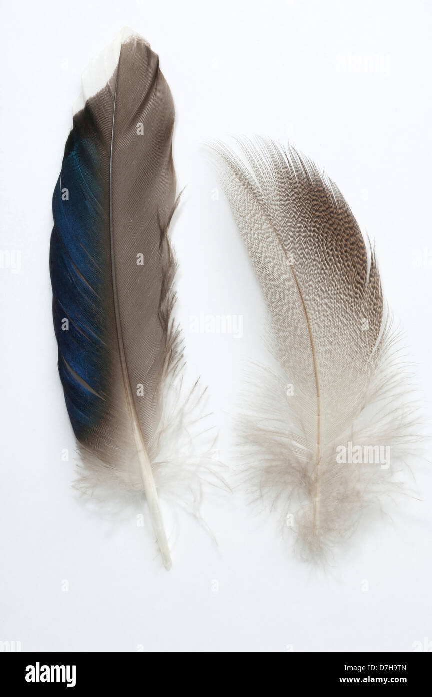 Mallard Anas platyrhynchos wing body feather of drake Studio picture ...