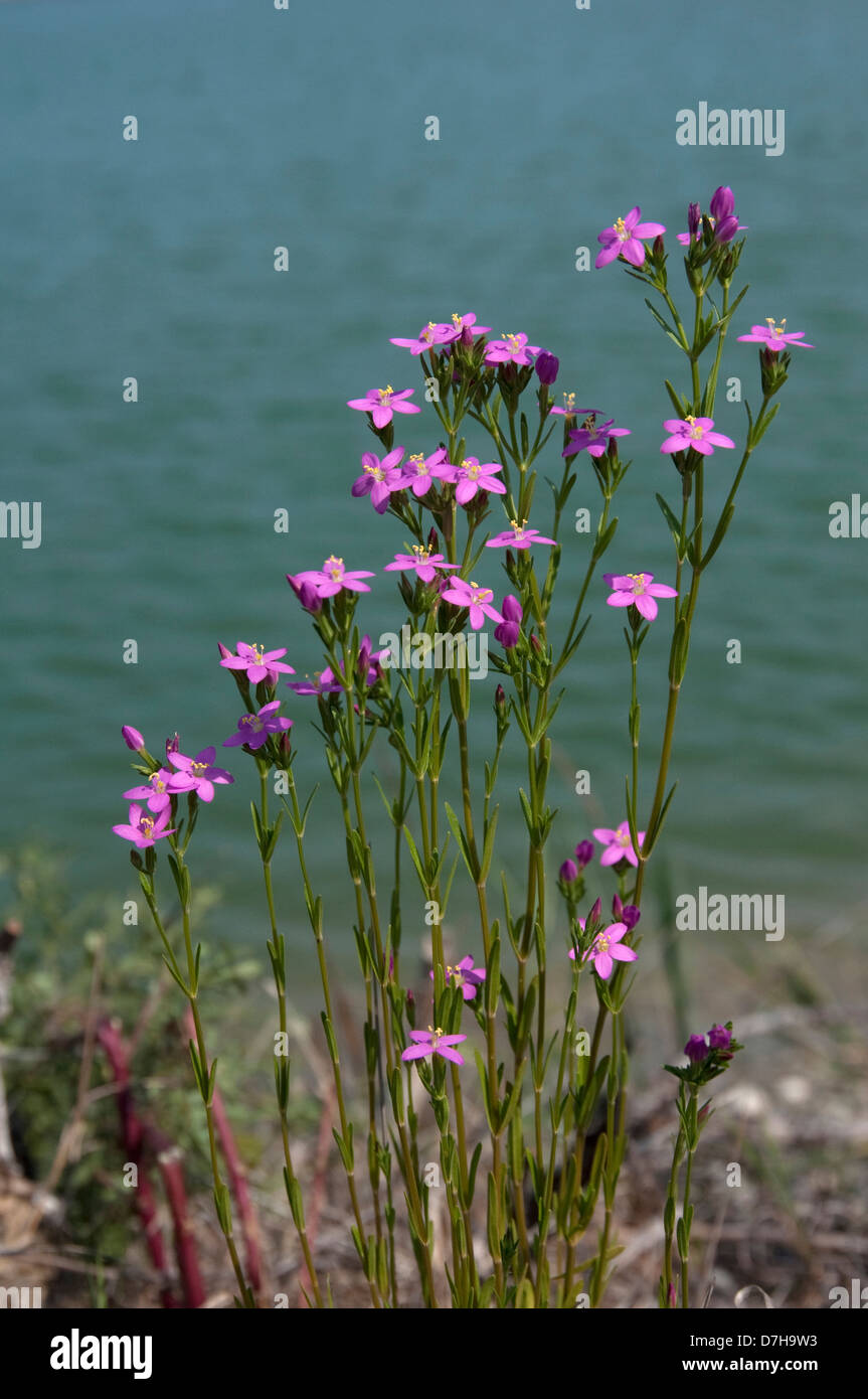 Common Centaury (Centaurium erythraea), flowering plant at the waters ...