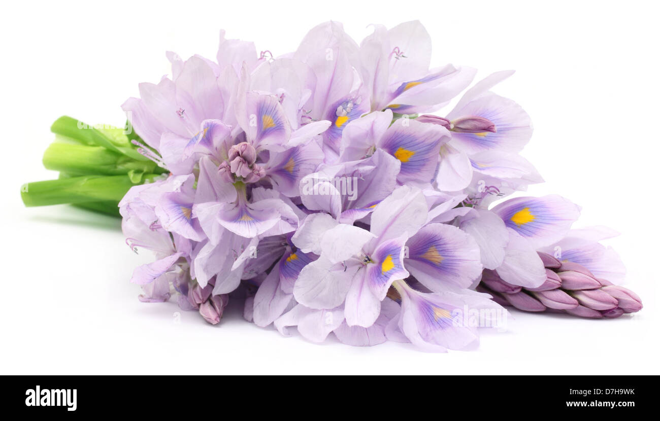 Water Hyacinth flower Stock Photo - Alamy