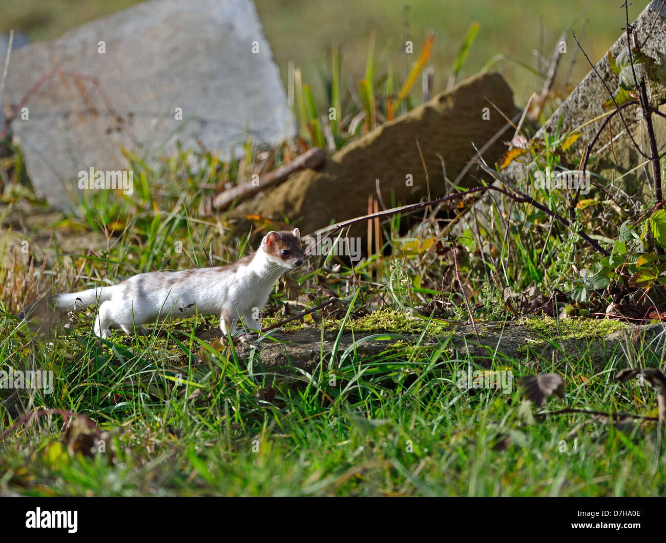 A Stoat, Ermine (Mustela erminea) changing colour of coat in autumn ...