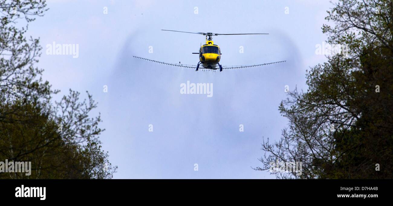 A helicopter sprays insecticides against the oak processionary moth ...