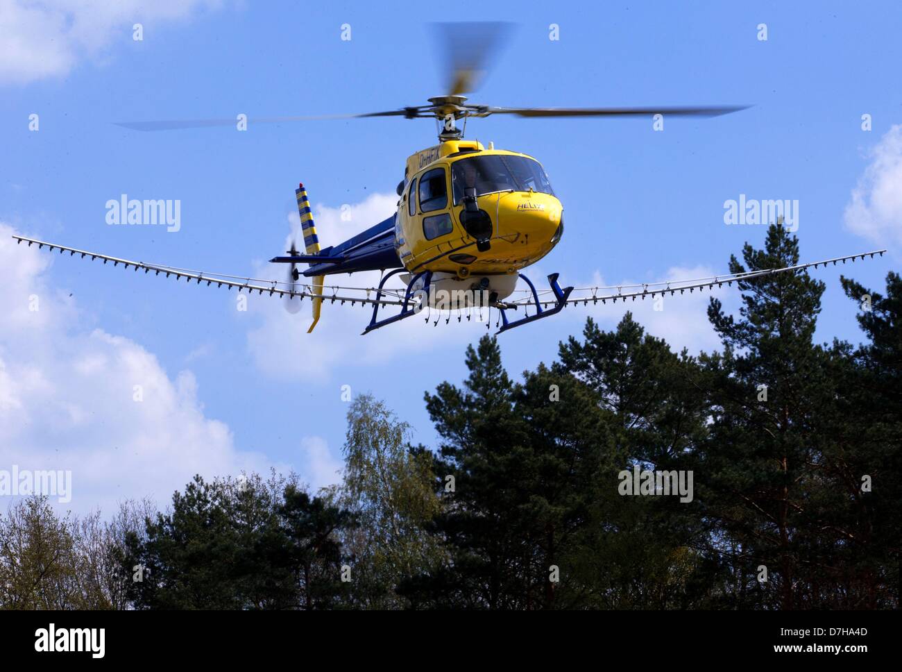 A helicopter sprays insecticides against the oak processionary moth ...
