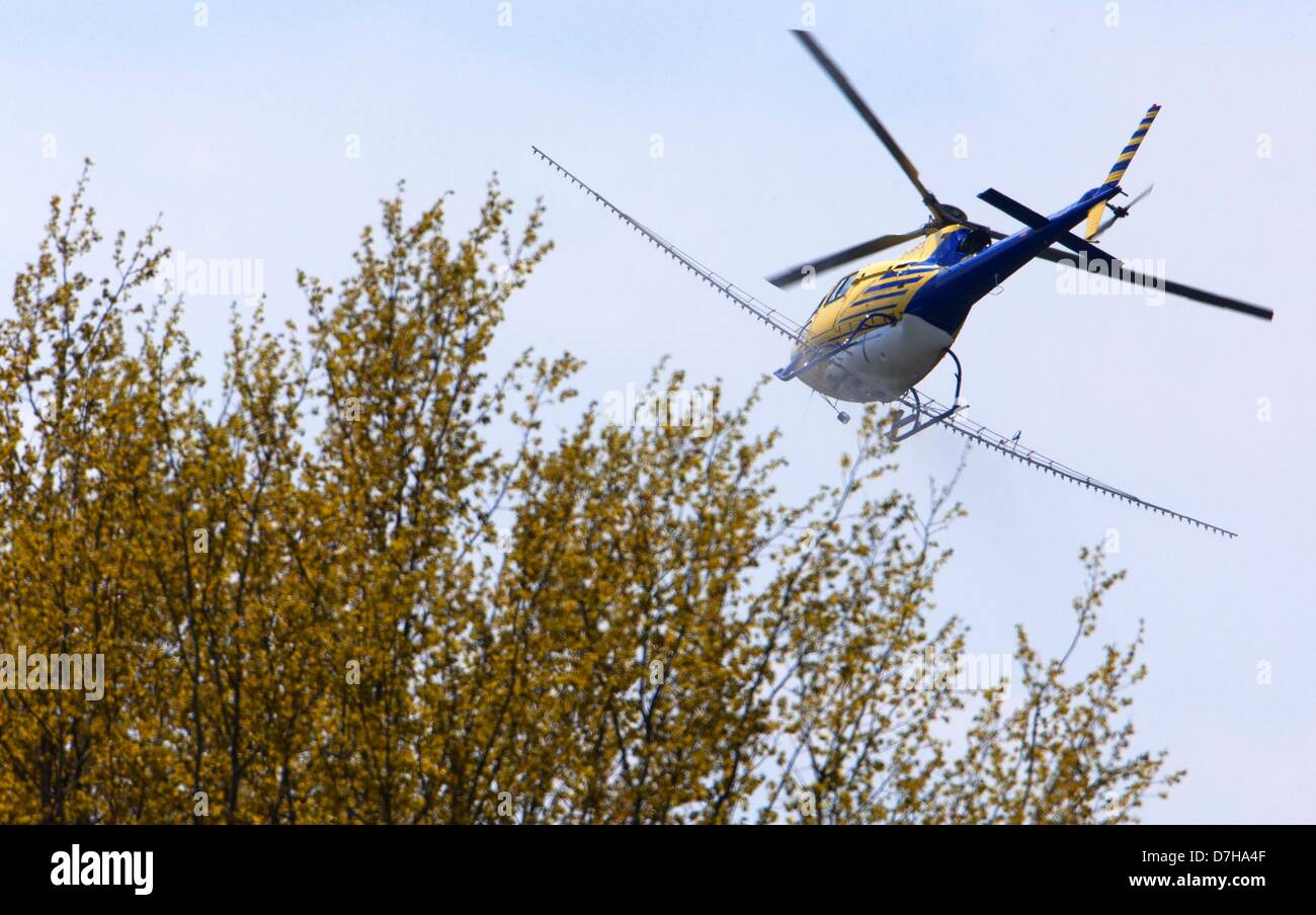 A helicopter sprays insecticides against the oak processionary moth ...