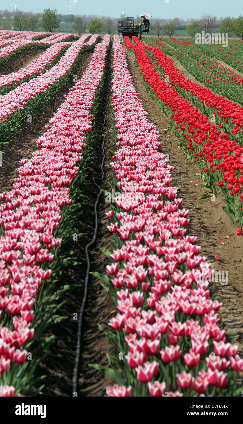 A field of tulips is pictured in Schwaneberg, Germany, 03 May 2013 ...