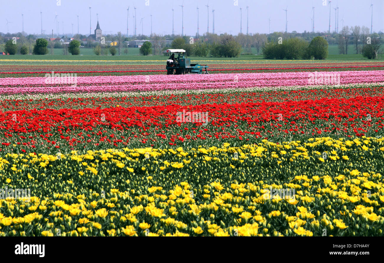 A field of tulips is pictured in Schwaneberg, Germany, 03 May 2013 ...