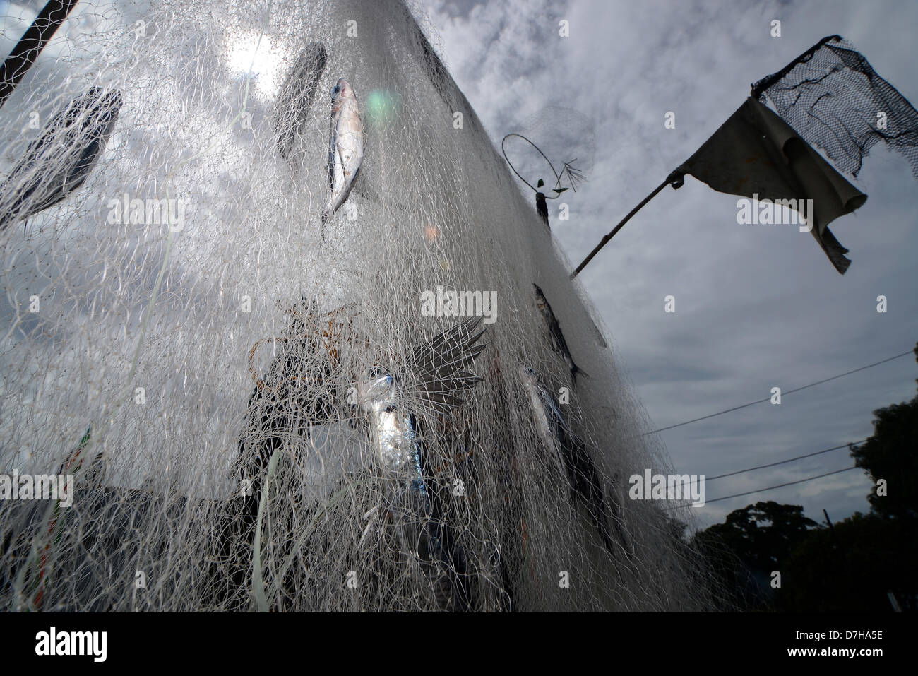 08 MAY 2013, SARANGANI PROVINCE, PHIIPPINES - Freshly caught flying ...