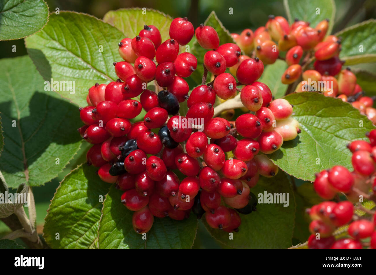 Wayfaring Tree, Hoarwithy, Twistwood, Meal Tree (Viburnum lantana ...