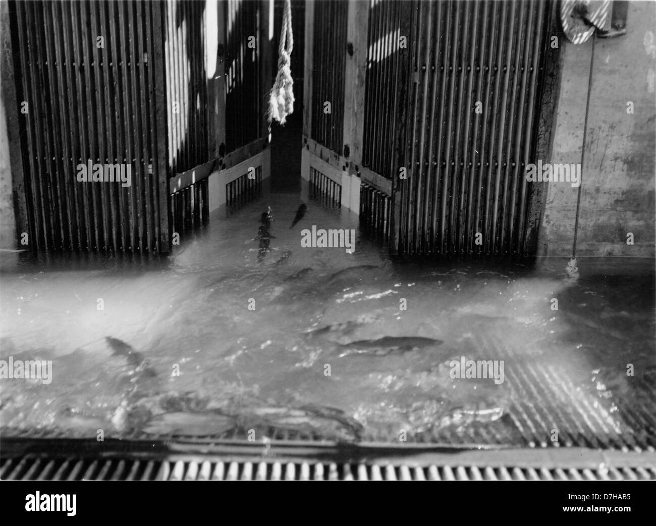 This photograph captures salmon entering a fish elevator at the Brail ...