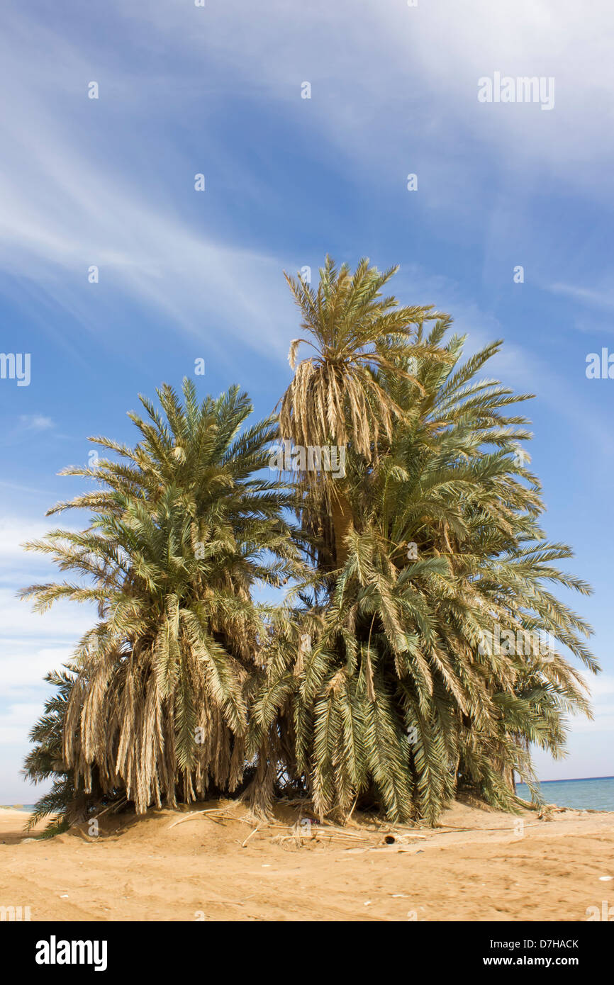 Sinai park hi-res stock photography and images - Alamy
