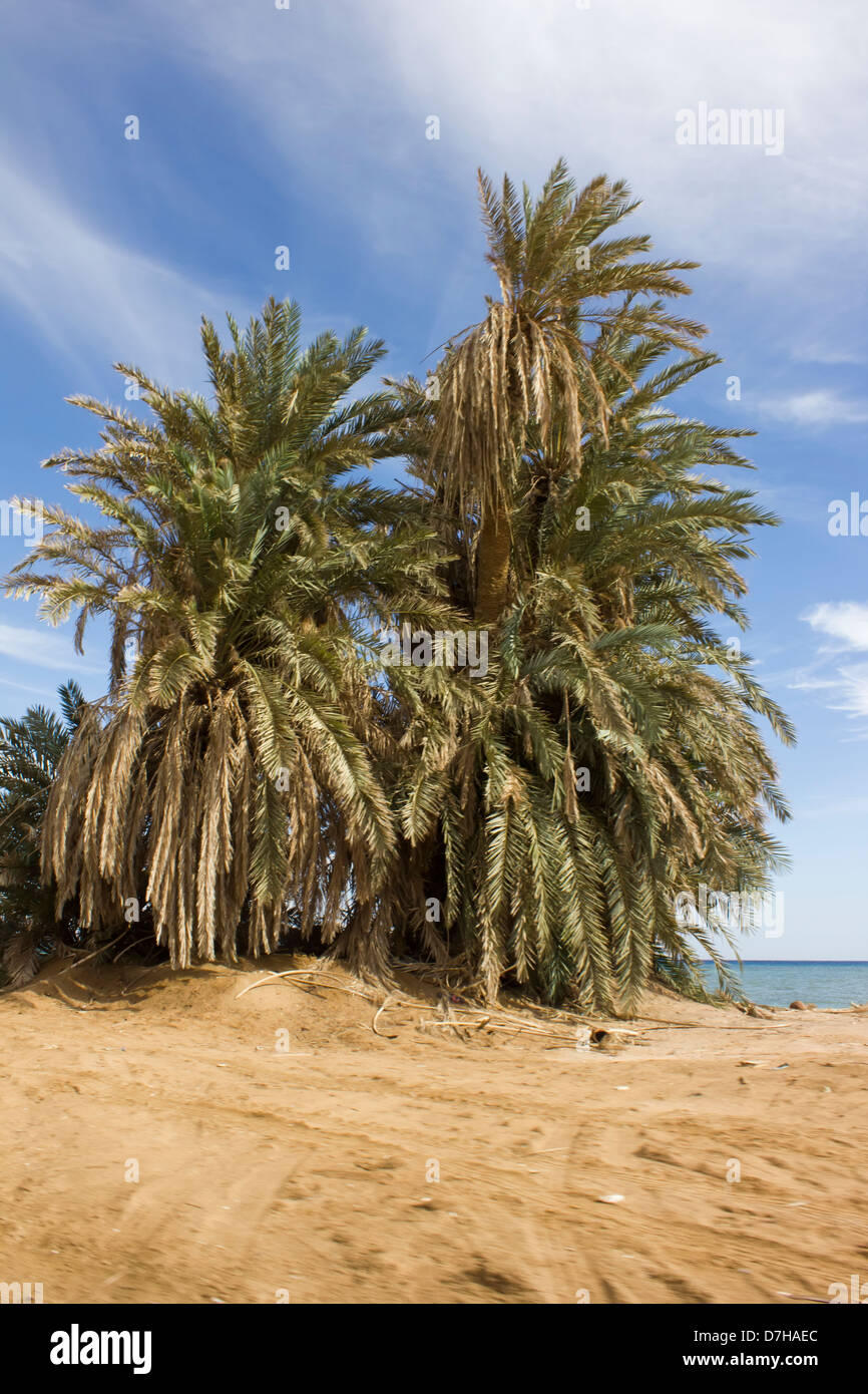 Nabq National Park Egypt Stock Photo - Alamy