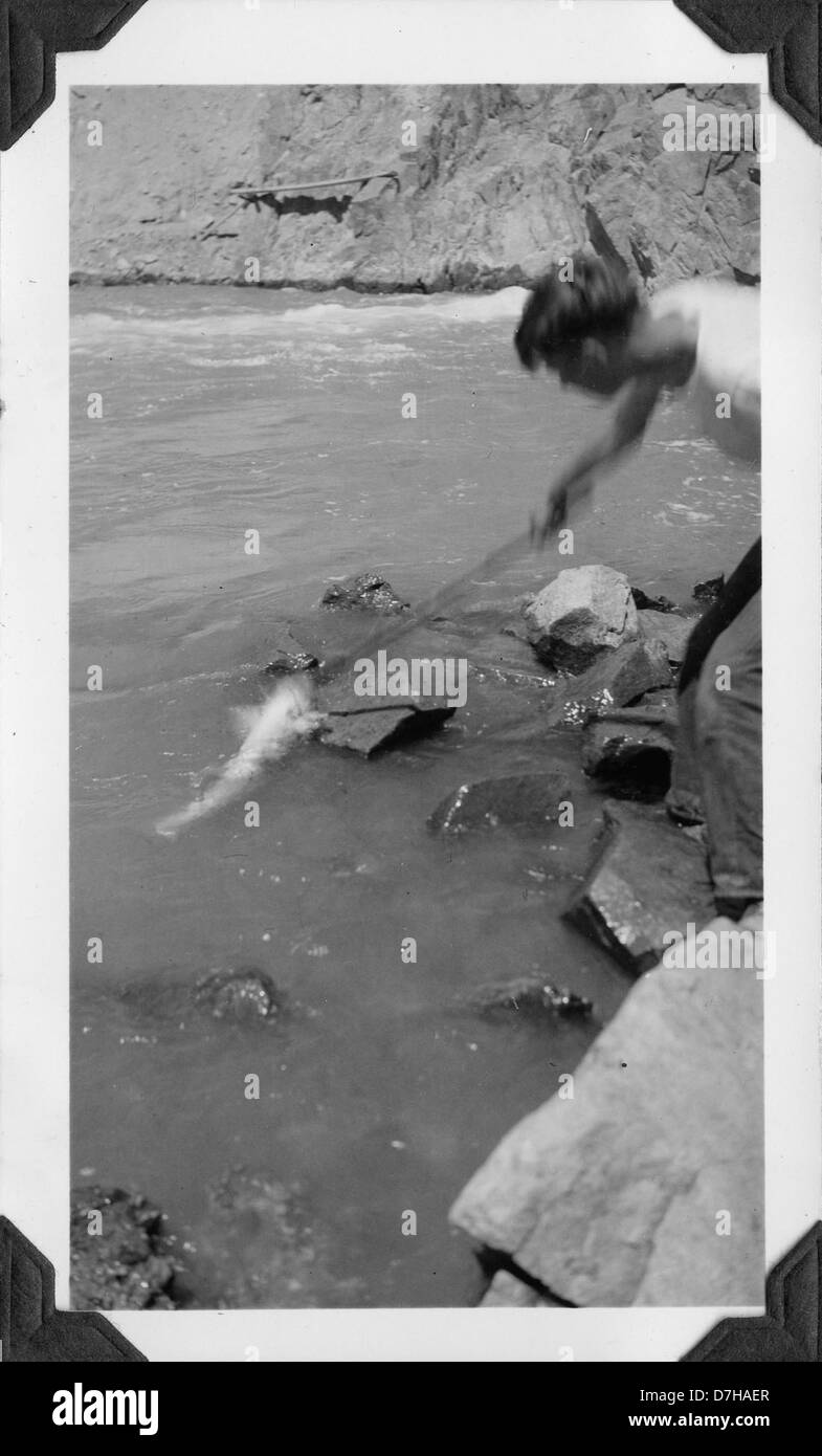 This image features the process of snagging Chinook salmon at a dam as ...