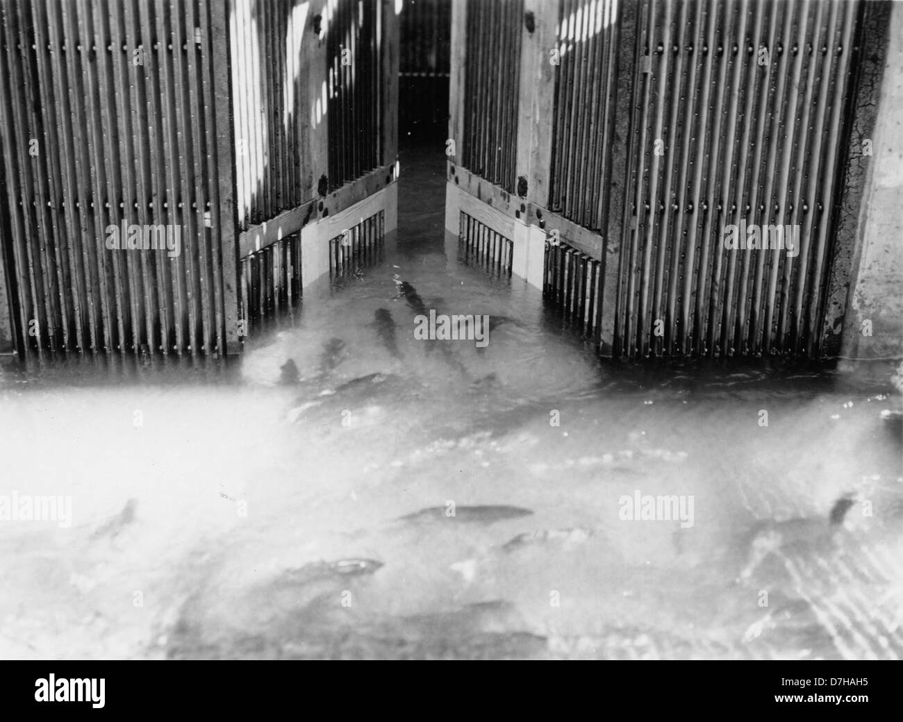 This image captures salmon entering an elevator system designed to help ...