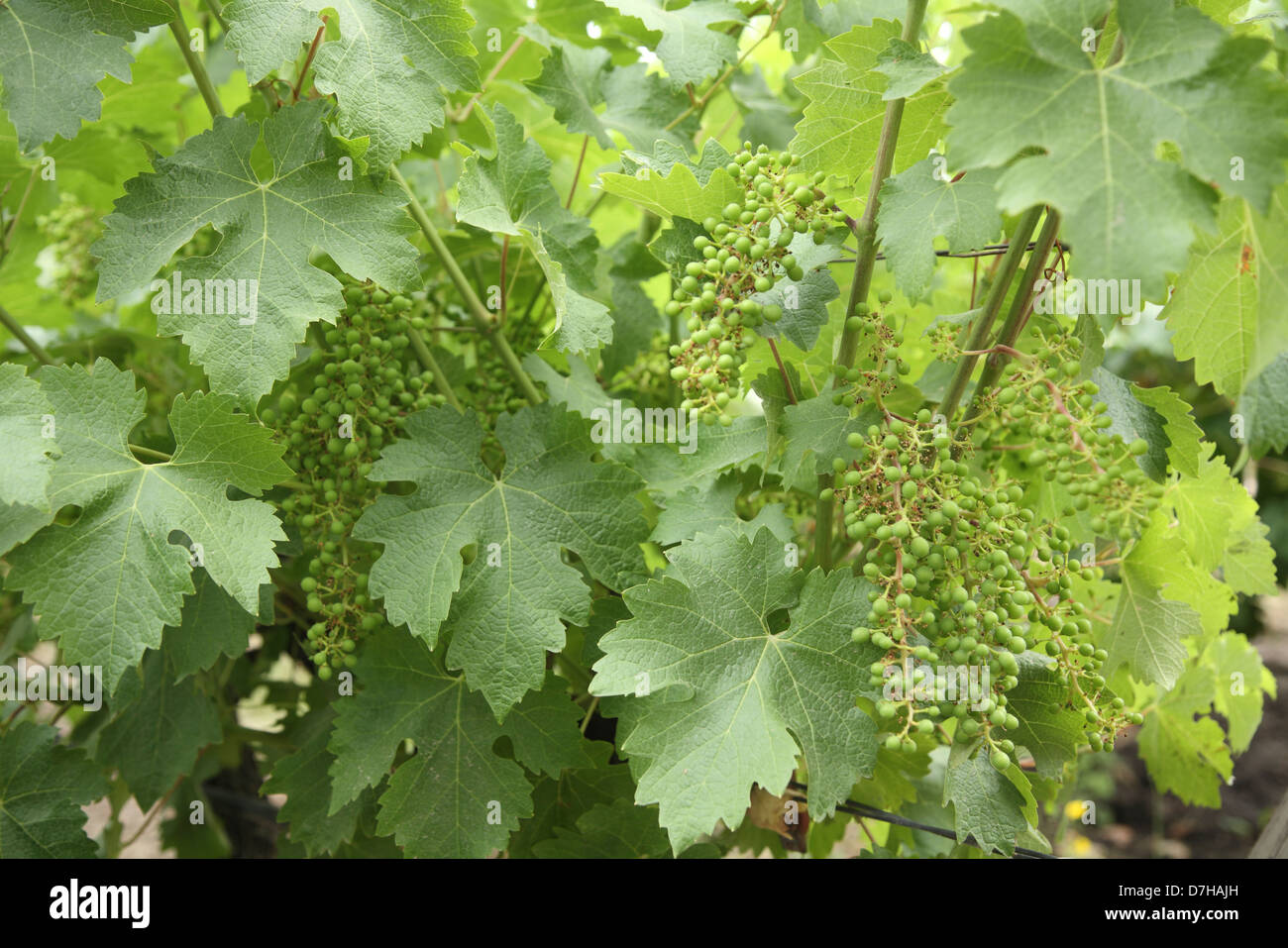 Chile South America vine Stock Photo - Alamy