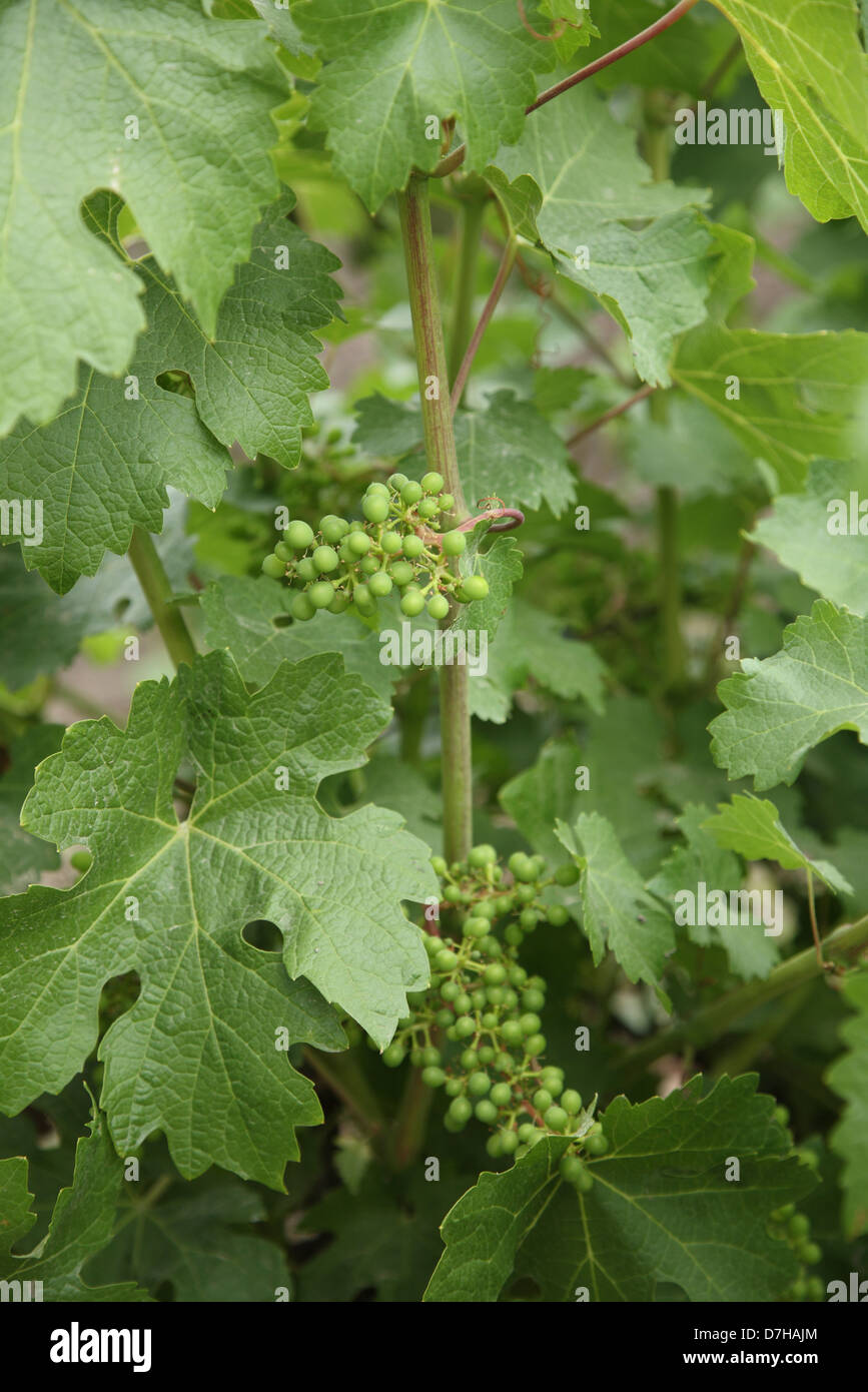 Wein chile hi-res stock photography and images - Alamy