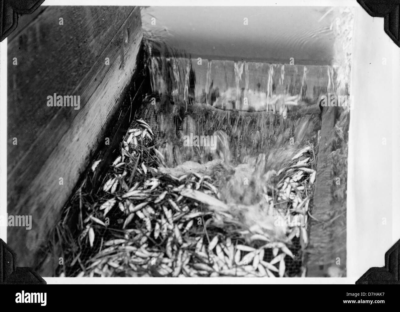 This historical photograph from the Pacific Northwest Stream Survey ...