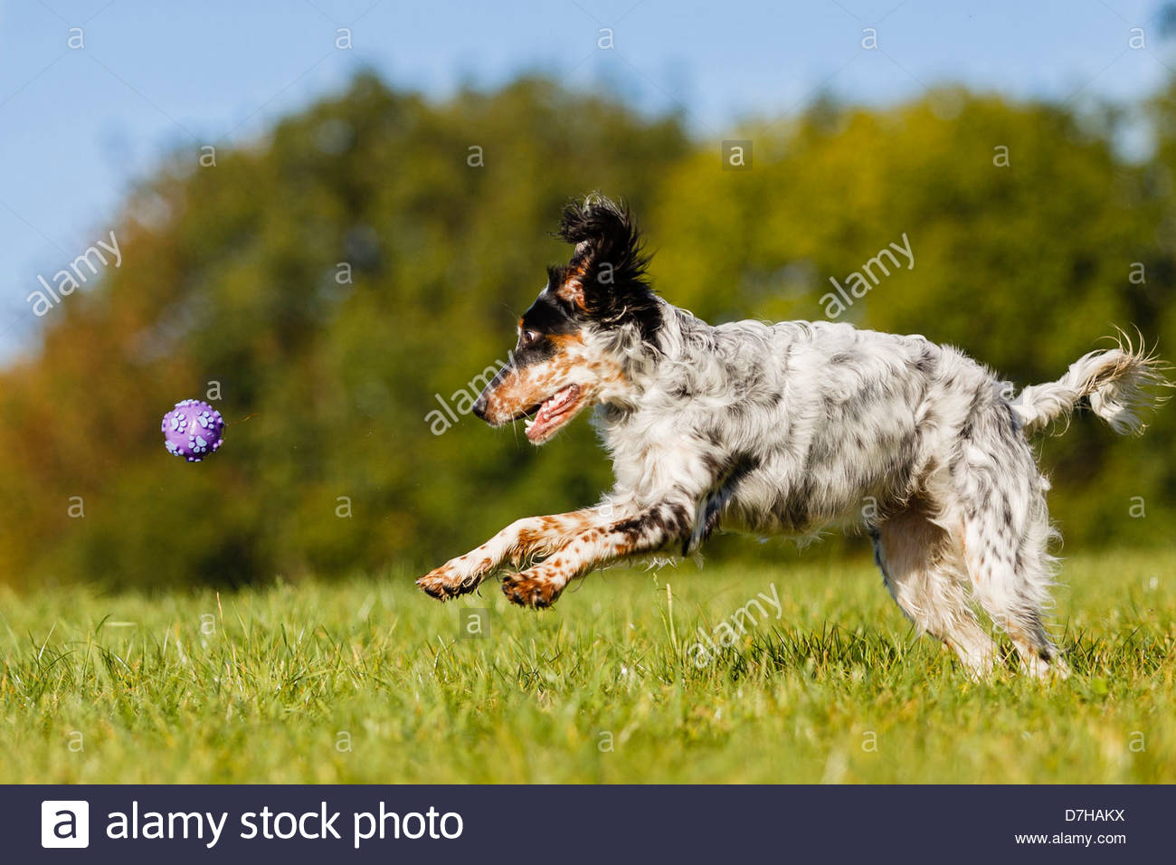 Ball Setter High Resolution Stock Photography and Images - Alamy