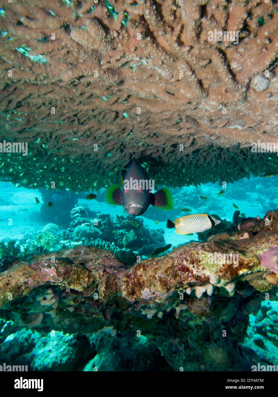 Lyretail grouper. (Variola louti Stock Photo - Alamy