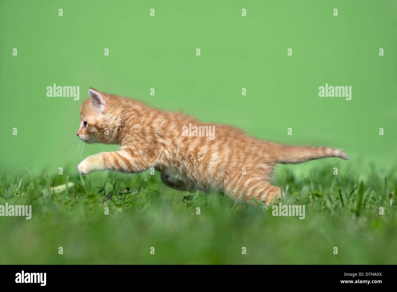 Domestic cat Red tabby kitten running grass Stock Photo - Alamy