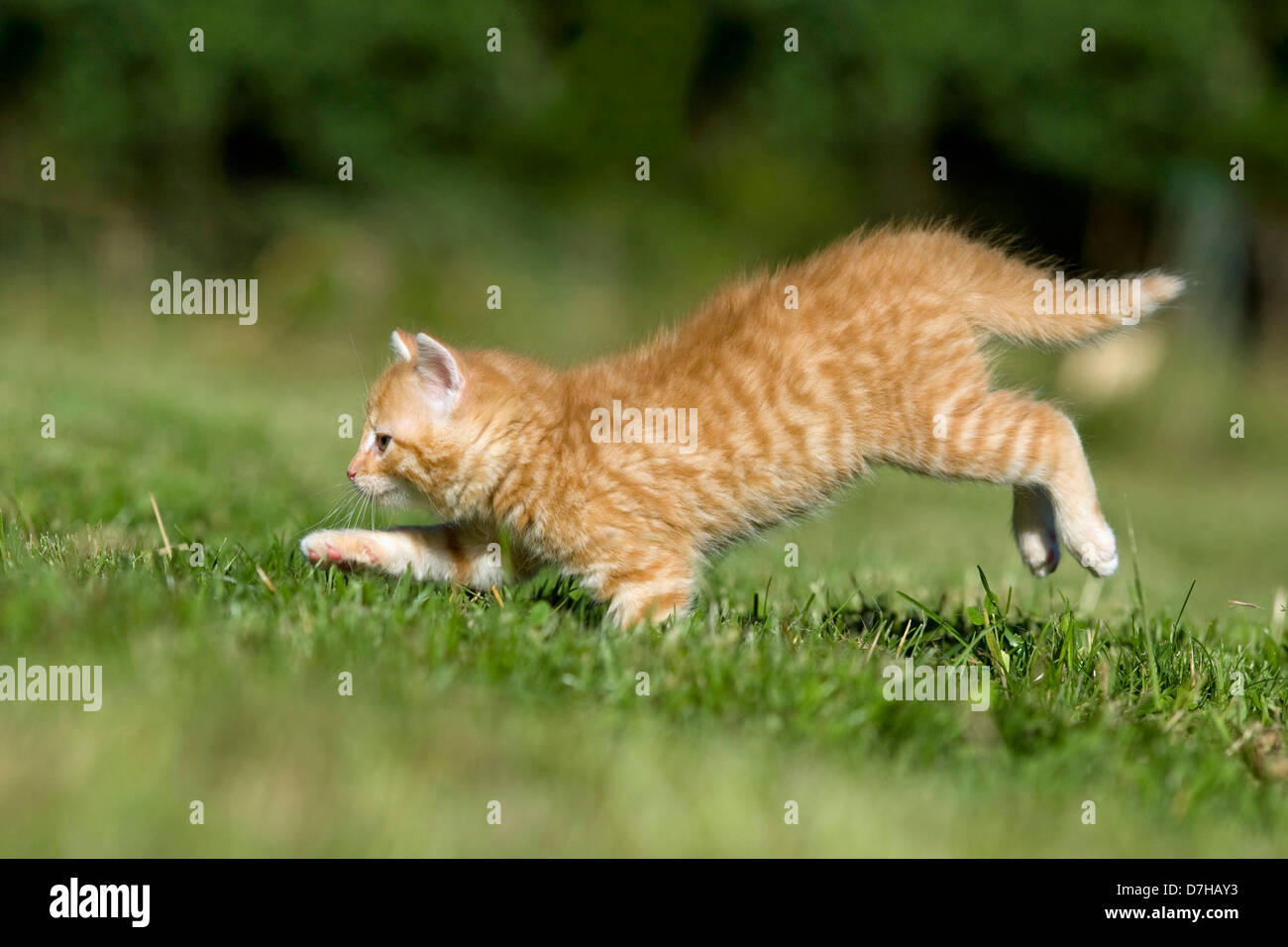 Running moving kitten kitten hi-res stock photography and images - Alamy