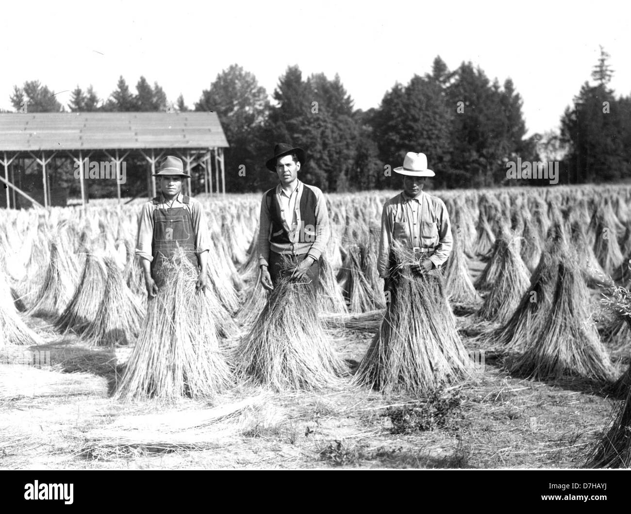 This image captures a flax field, a vital crop in agricultural ...