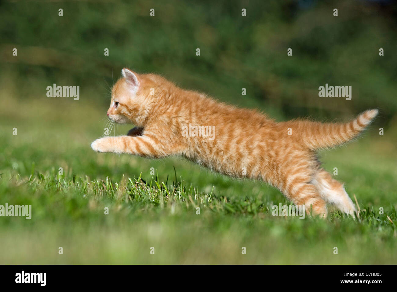 Running moving kitten kitten hi-res stock photography and images - Alamy