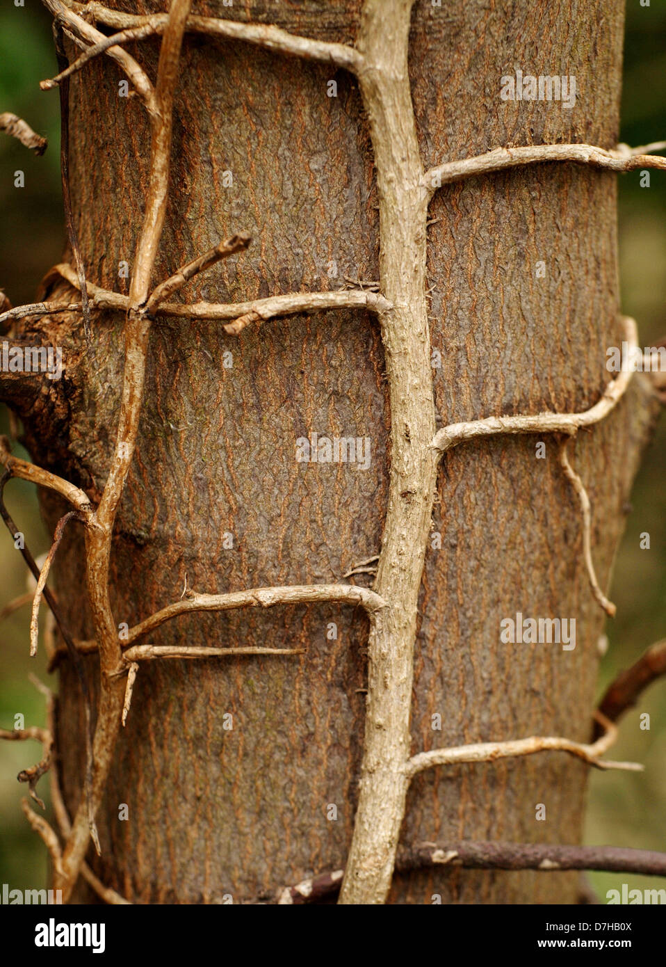 A vine growing on a tree trunk,close-up Stock Photo - Alamy