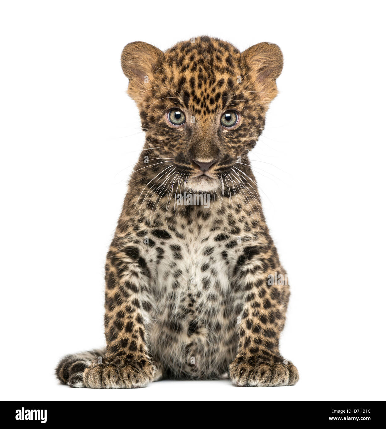 7 white spots hi-res stock photography and images - Alamy