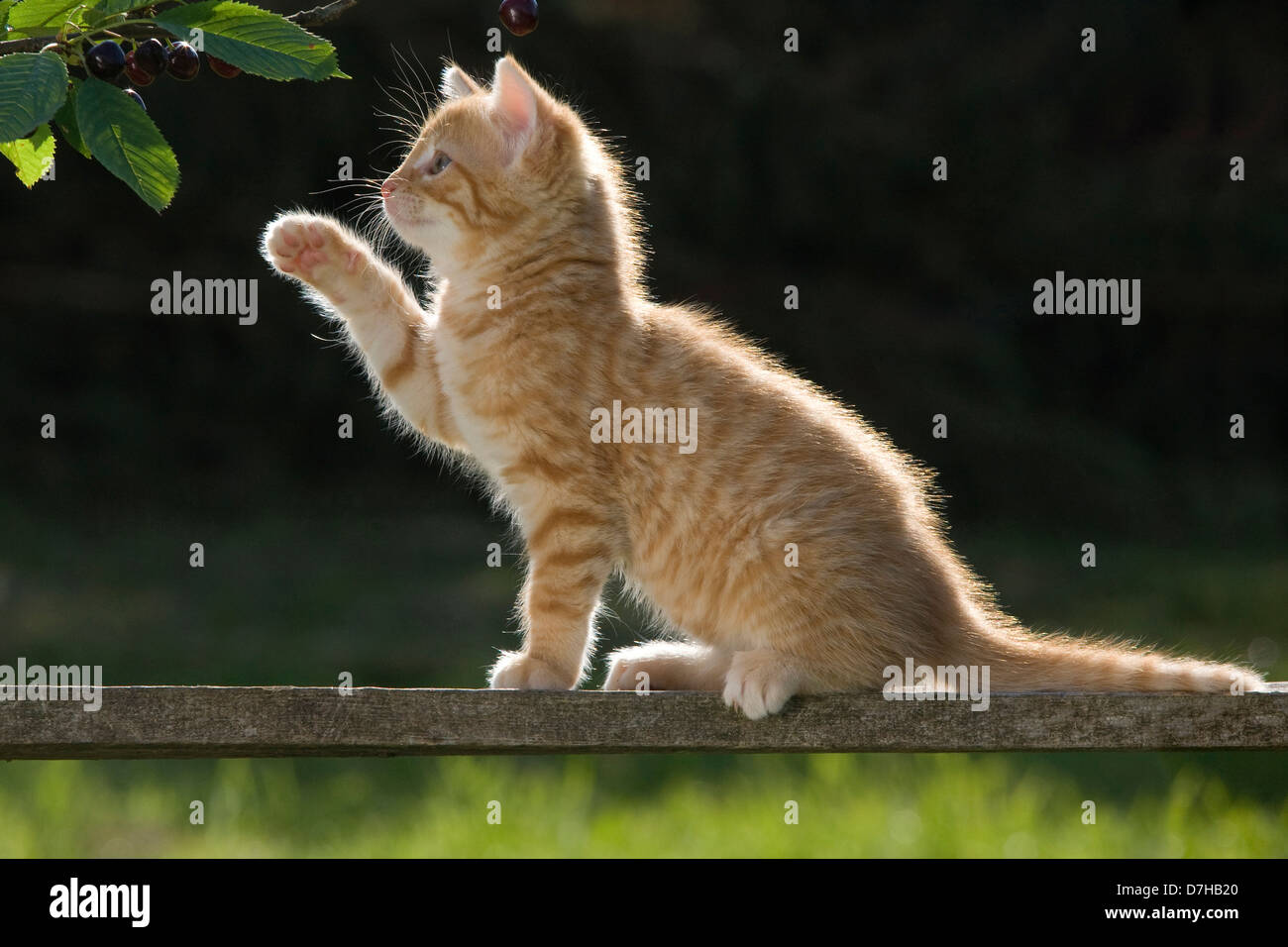 Domestic cat Red tabby kitten 6 weeks old sitting with one front paw ...