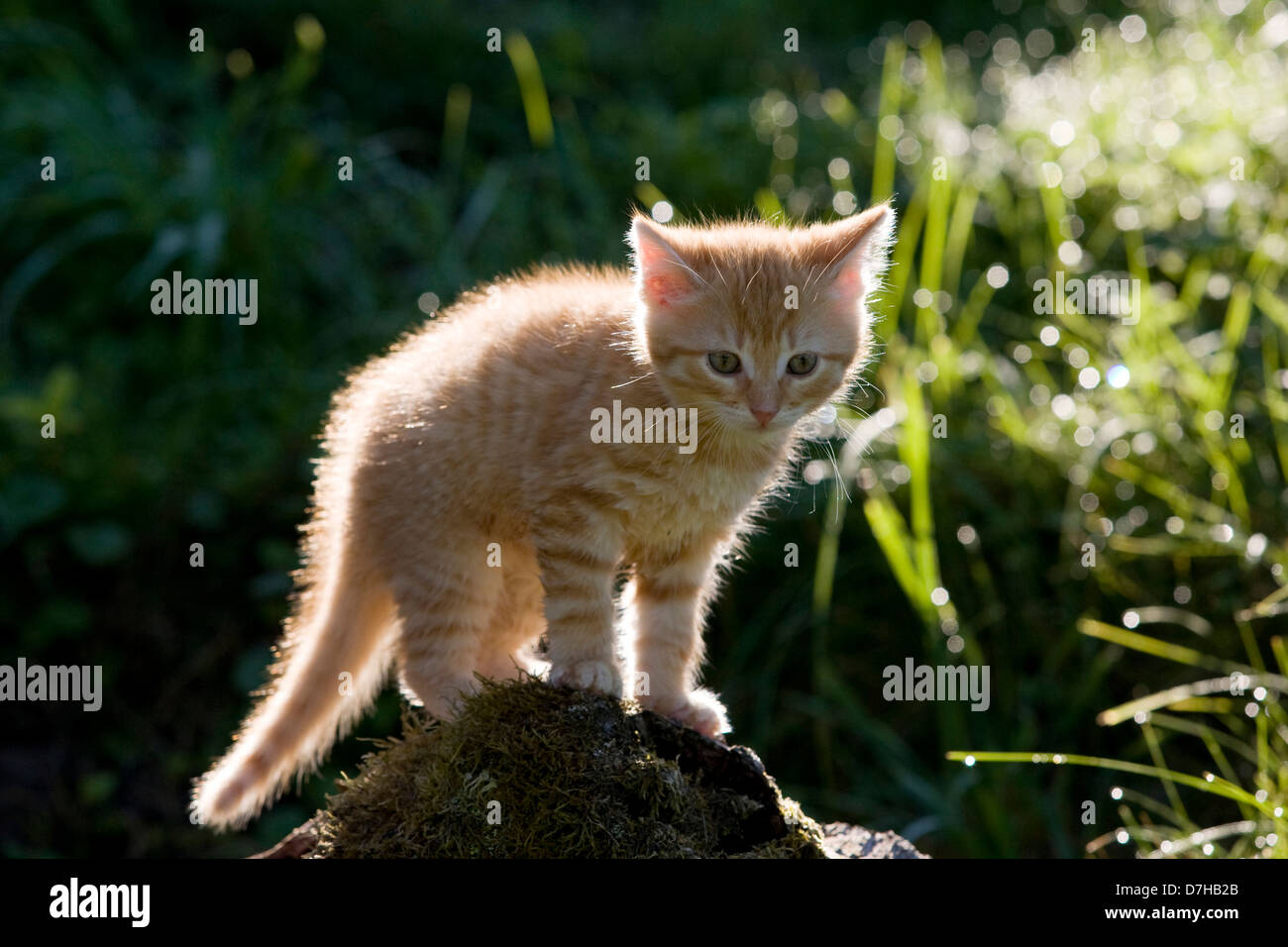 Domestic cat Red tabby kitten 6 weeks old standing rock Stock Photo - Alamy