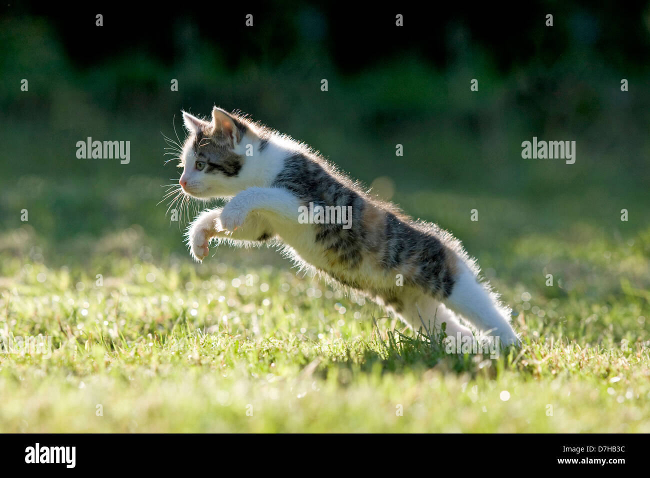Running moving kitten kitten hi-res stock photography and images - Alamy