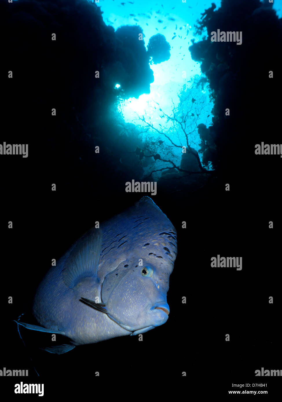 Yellowbar Angelfish (Pomacanthus maculosus Stock Photo - Alamy