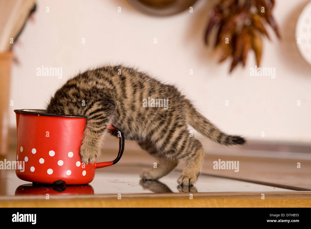 Cat in cooking pot hi-res stock photography and images - Alamy