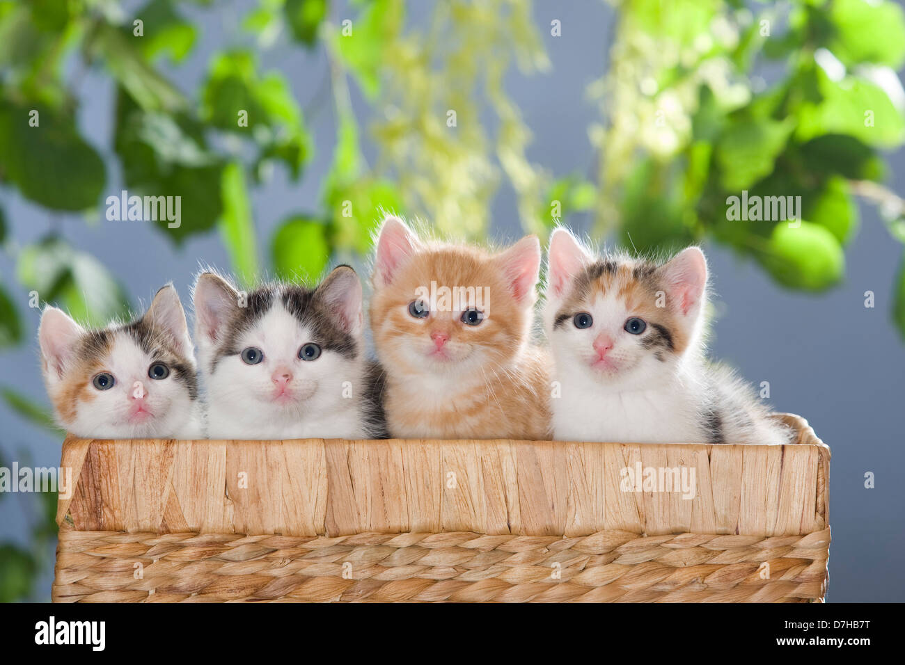 Four cat kittens basket hi-res stock photography and images - Alamy