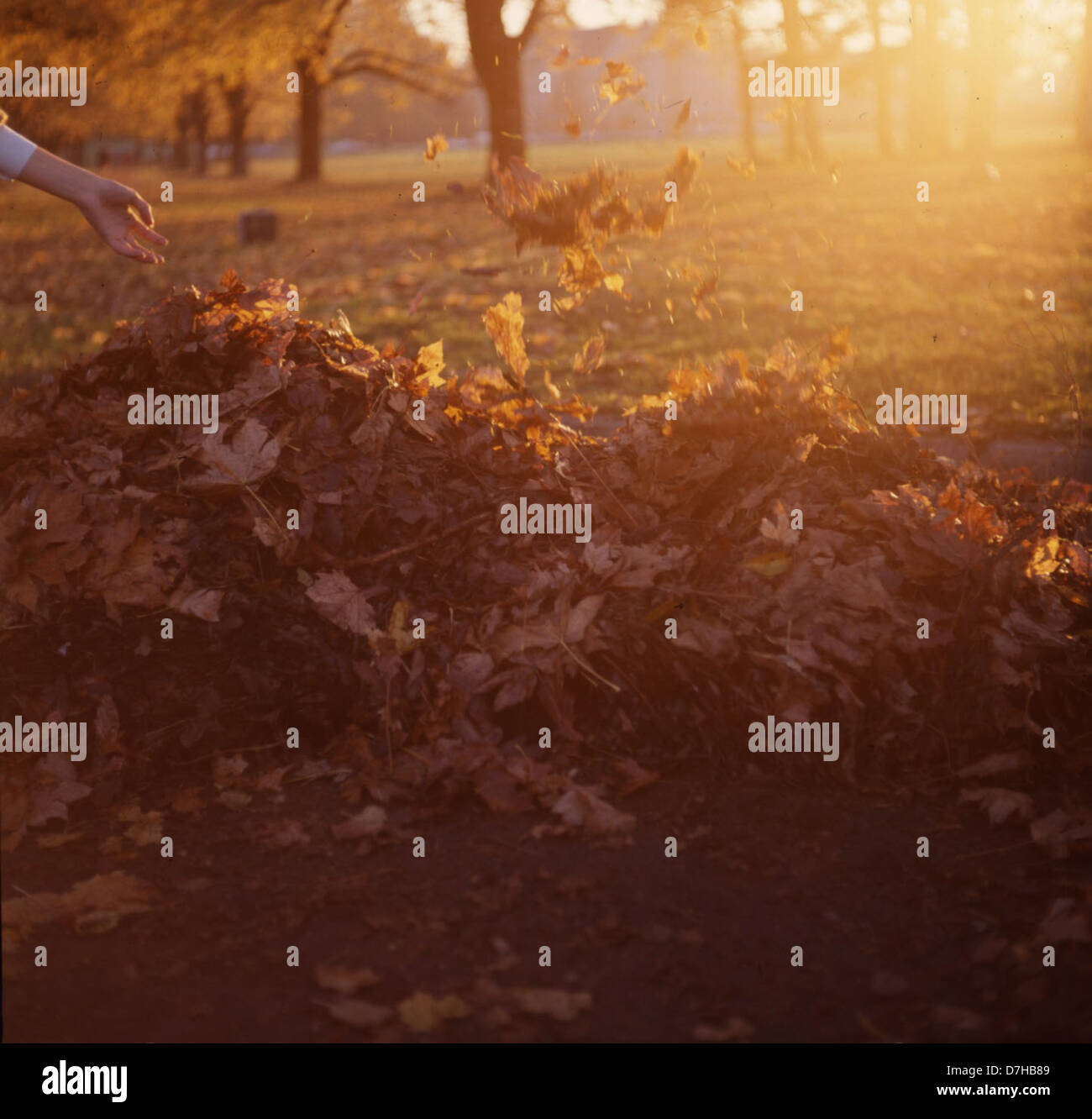 This image depicts a person throwing leaves during autumn, capturing ...
