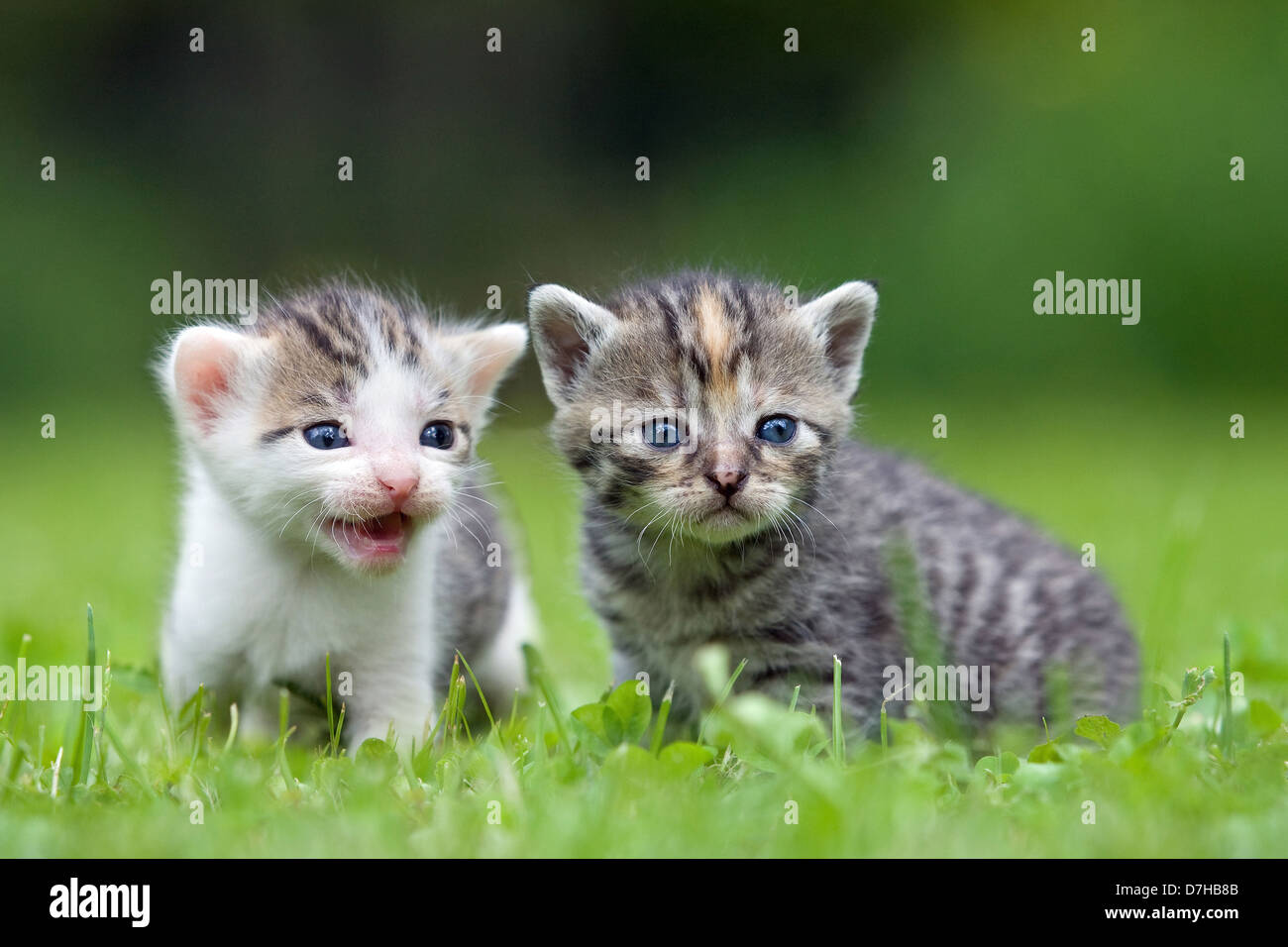 Domestic cat Two kittens 3 weeks old grass Stock Photo - Alamy