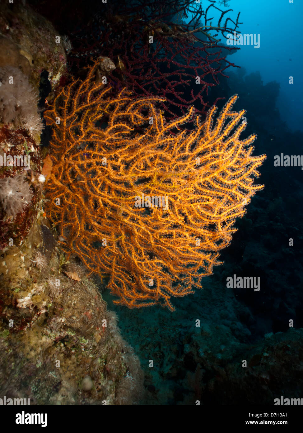 Fire coral hi-res stock photography and images - Alamy