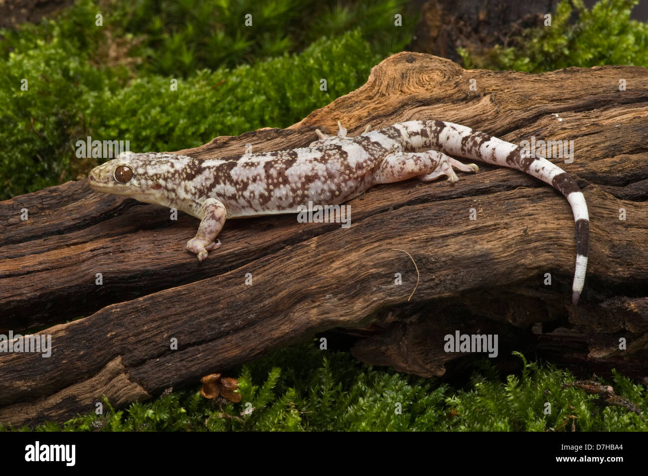 Antongil Velvet Gecko Blaesodactylus antongilensis fallen log Stock ...