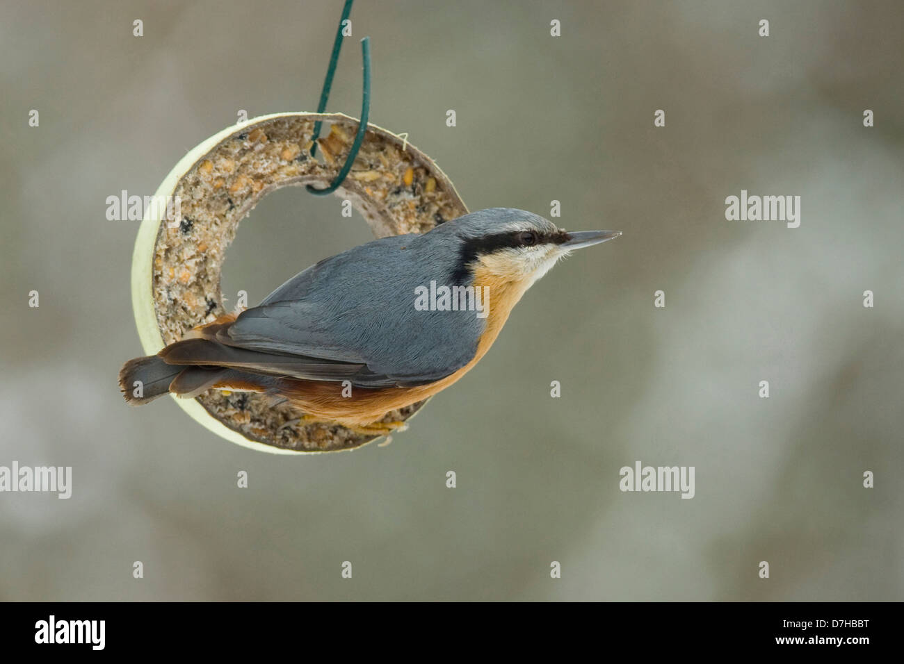 Fat r hi-res stock photography and images - Alamy