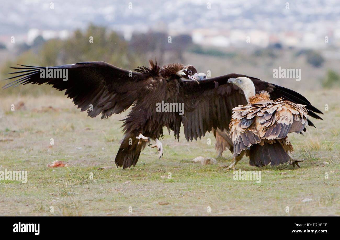 Black Vulture Aegypius monachus and Griffon Vulture Gyps Vulvus in ...