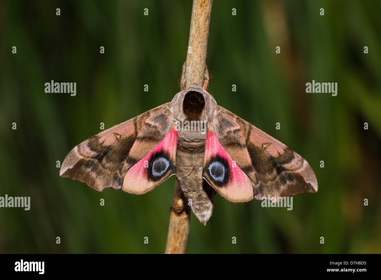 Eyed hawkmoth hi-res stock photography and images - Alamy
