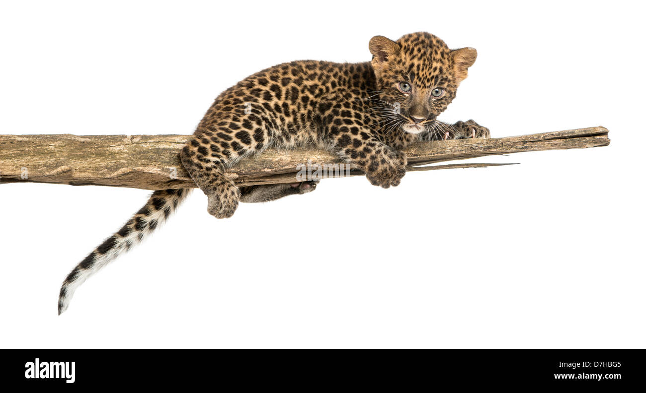 Spotted Leopard cub lying on a branch, 7 weeks old, against white ...