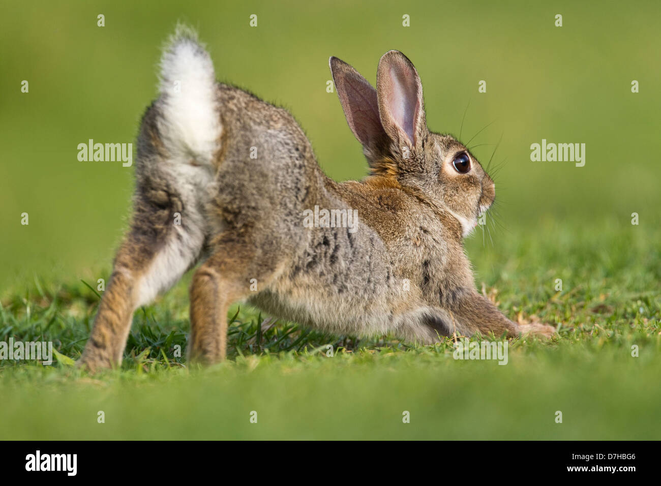 European Rabbit Oryctolagus cuniculus Adult stretching Stock Photo - Alamy