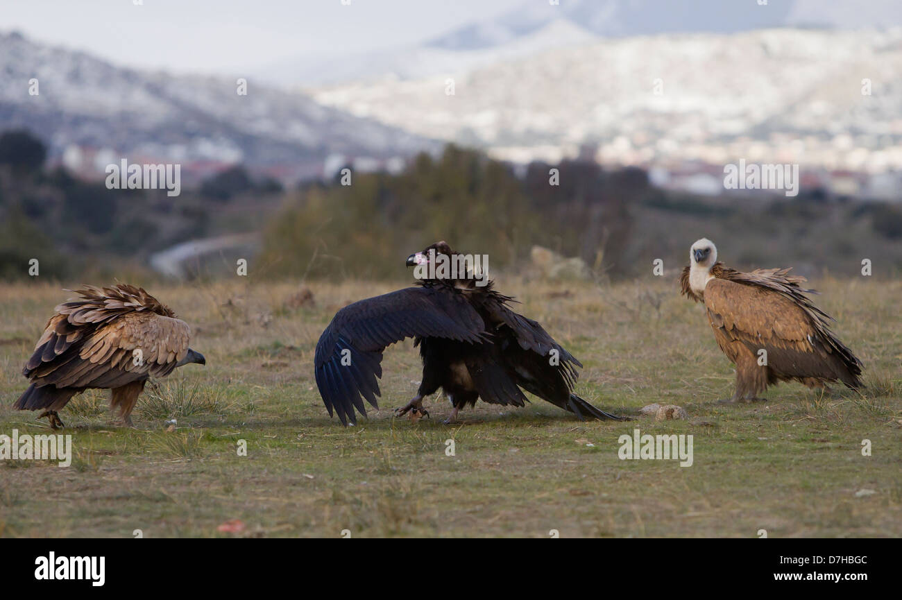 Feed On Dead Carrion High Resolution Stock Photography and Images - Alamy