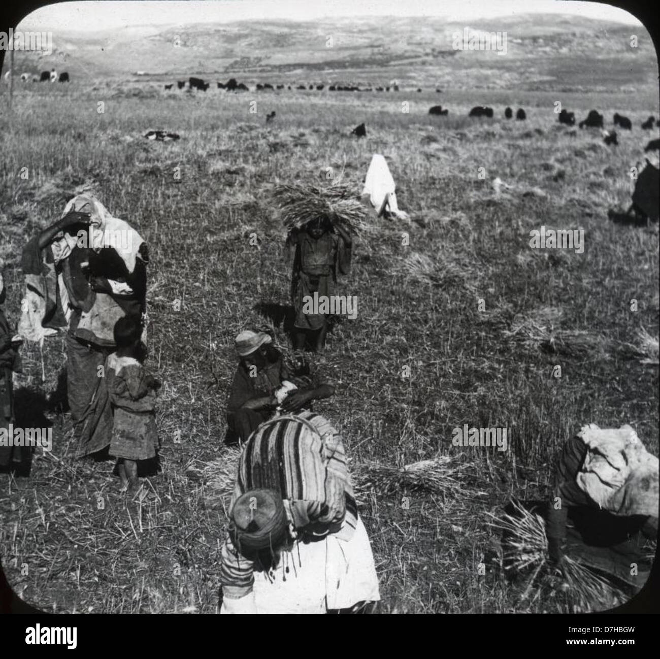 On the Plains of Bethlehem- Where Ruth Gleaned in the Fields of Boaz ...