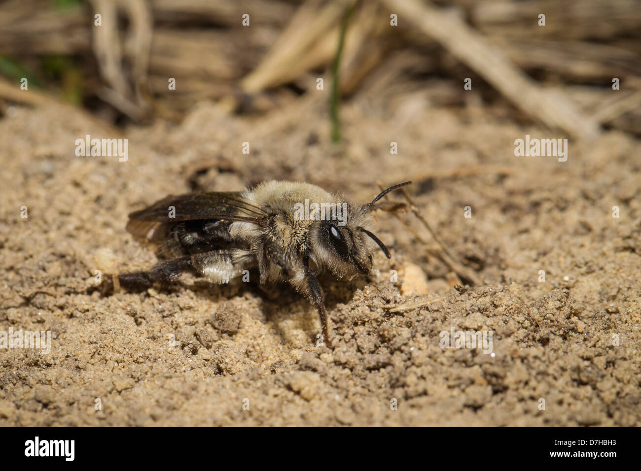 Mining Bee Andrena vaga female digging nest Stock Photo - Alamy