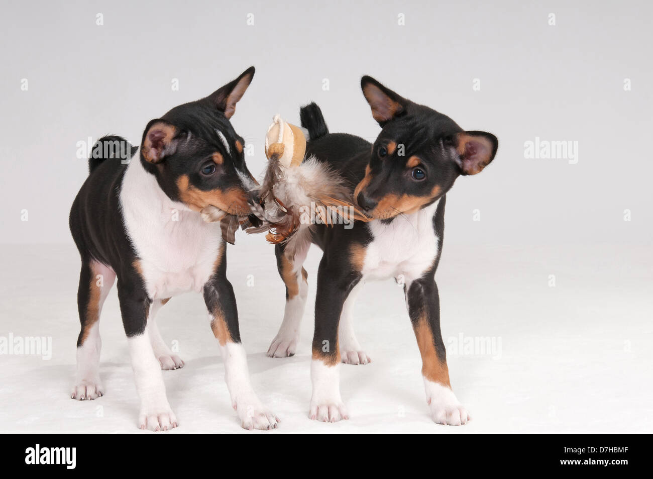 Basenji Two puppies 9 weeks old playing with feathery toy Studio ...