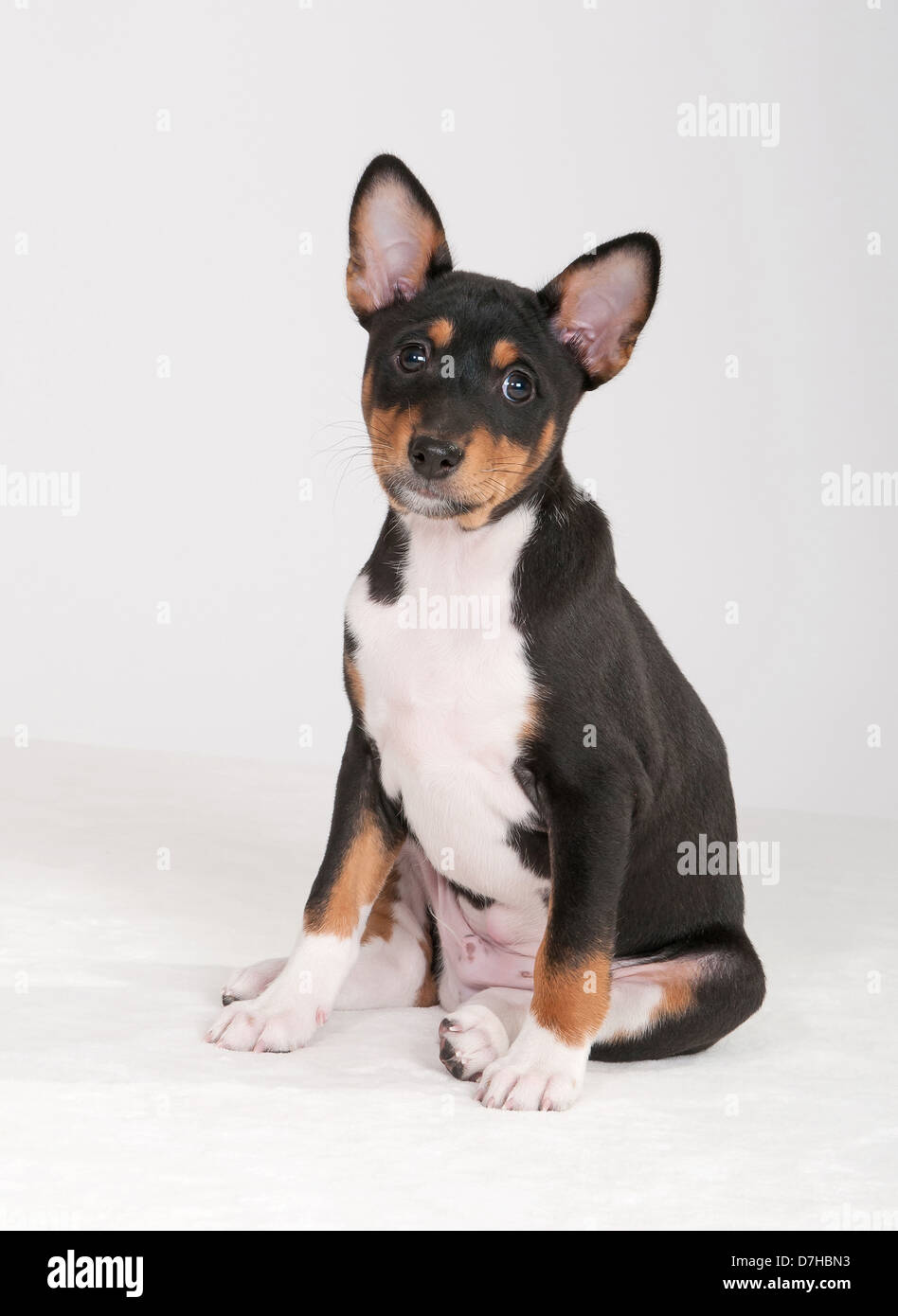 Basenji Tricolor Puppy